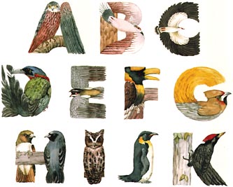 alphabet poster wtih birds in watercolor by Yong Chen
